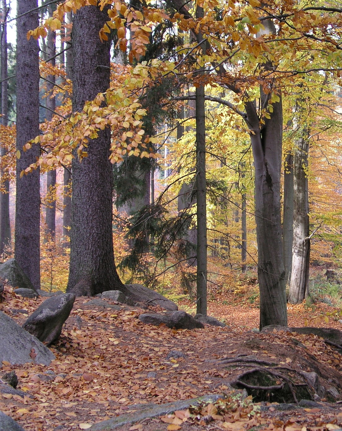 Why Forests Matter | Forest Stewardship Council